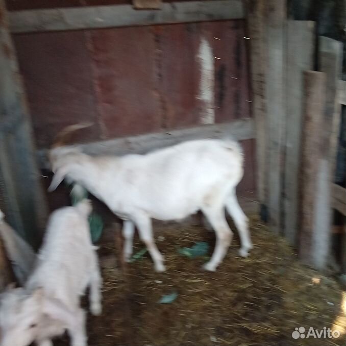 Продам козленка