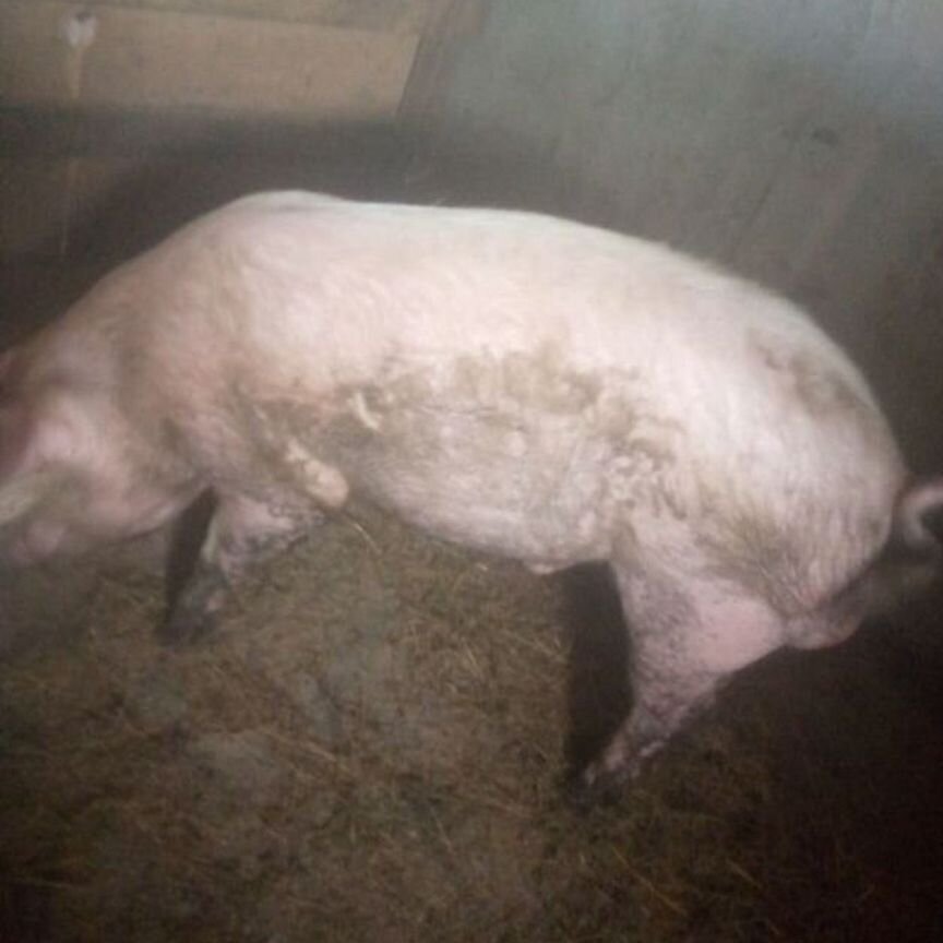 Хряк ландрас+Дюрок