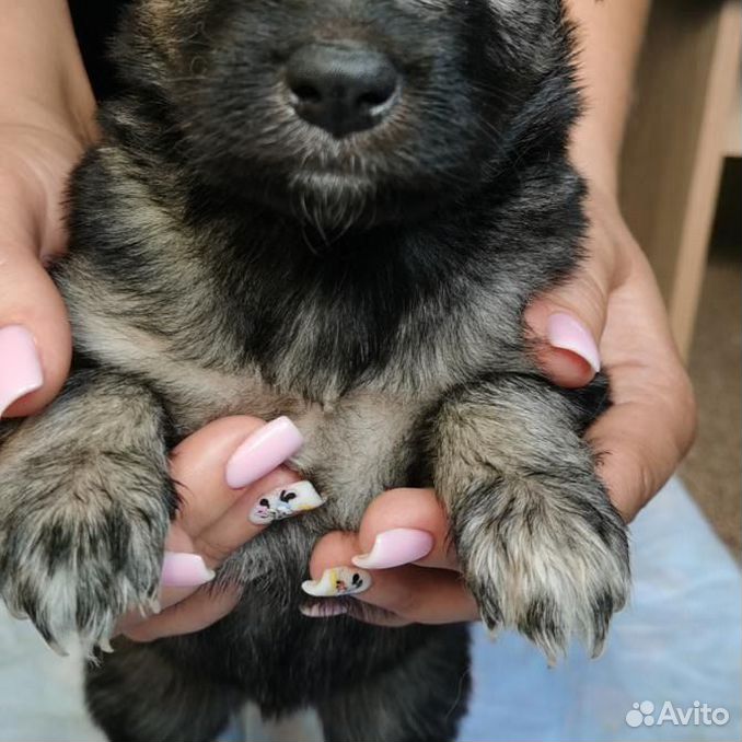 Собаки щенки от Бельгийской овчарки