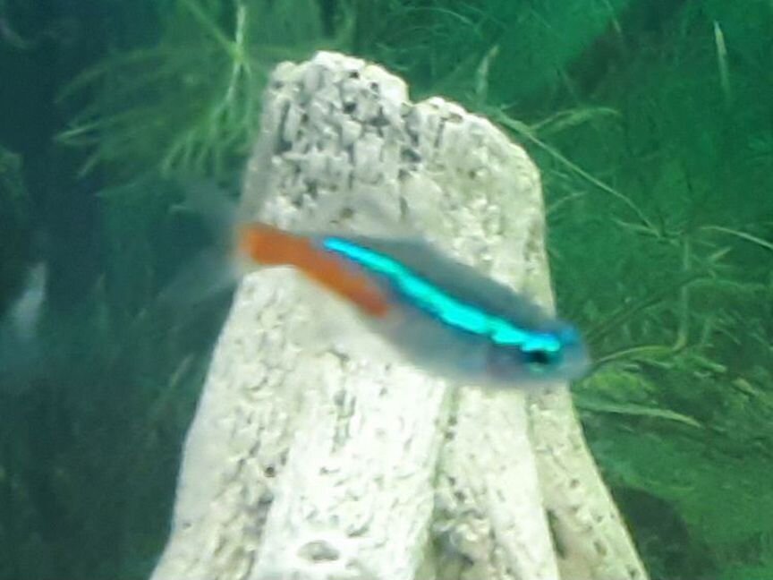 Неончик, сомик, фон д/аквариума, гуппи мальки