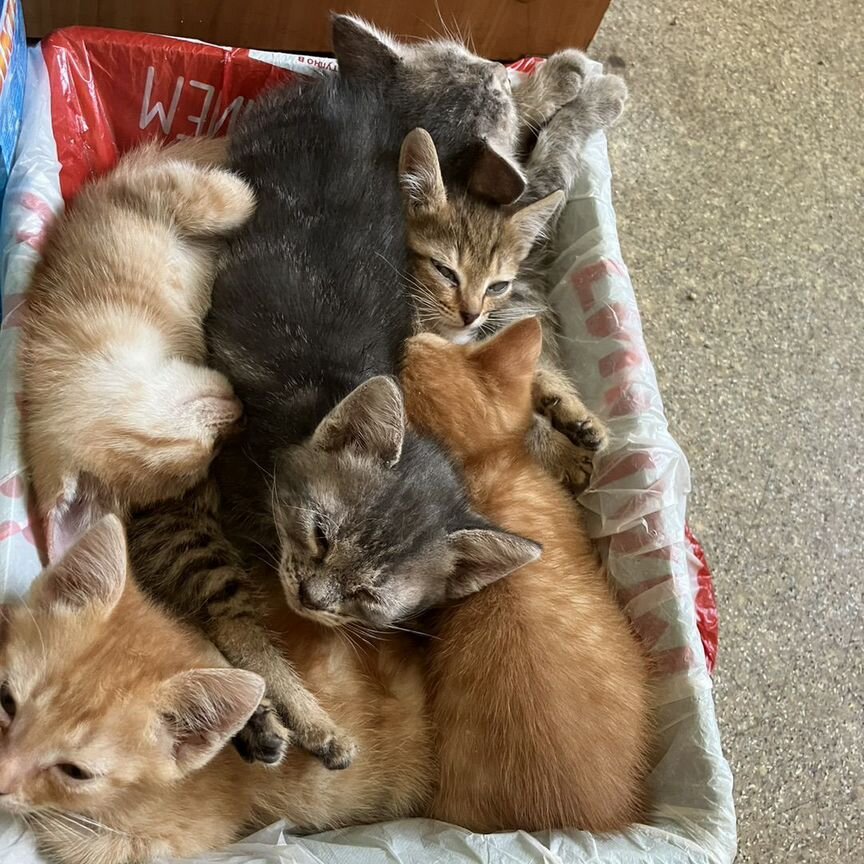 Котята в добрые руки