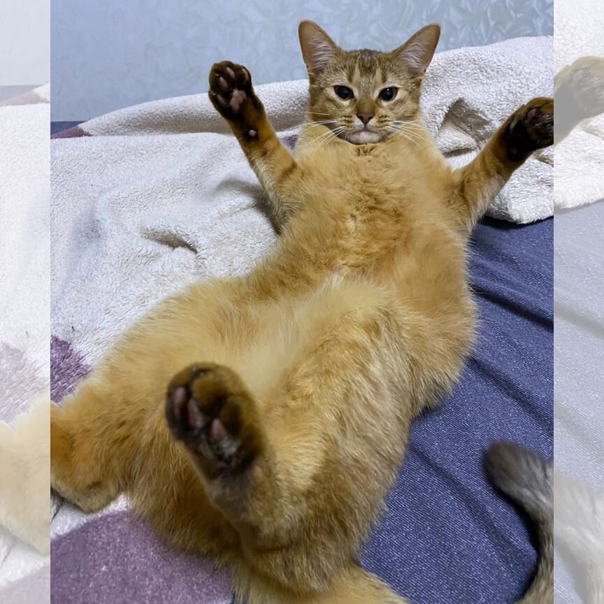 Абиссинская кошка ищет жениха