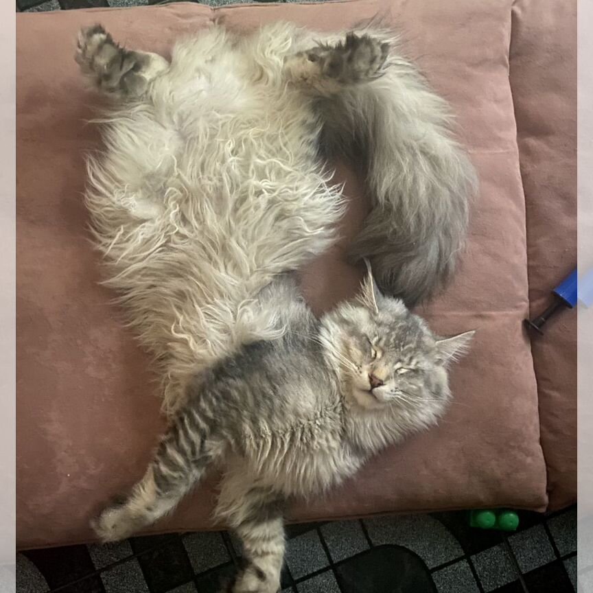 Бронь котят мейн-кун