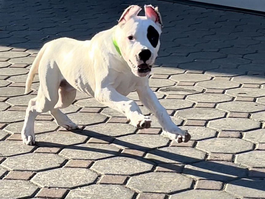 Аргентинский дог мальчик в любимцы