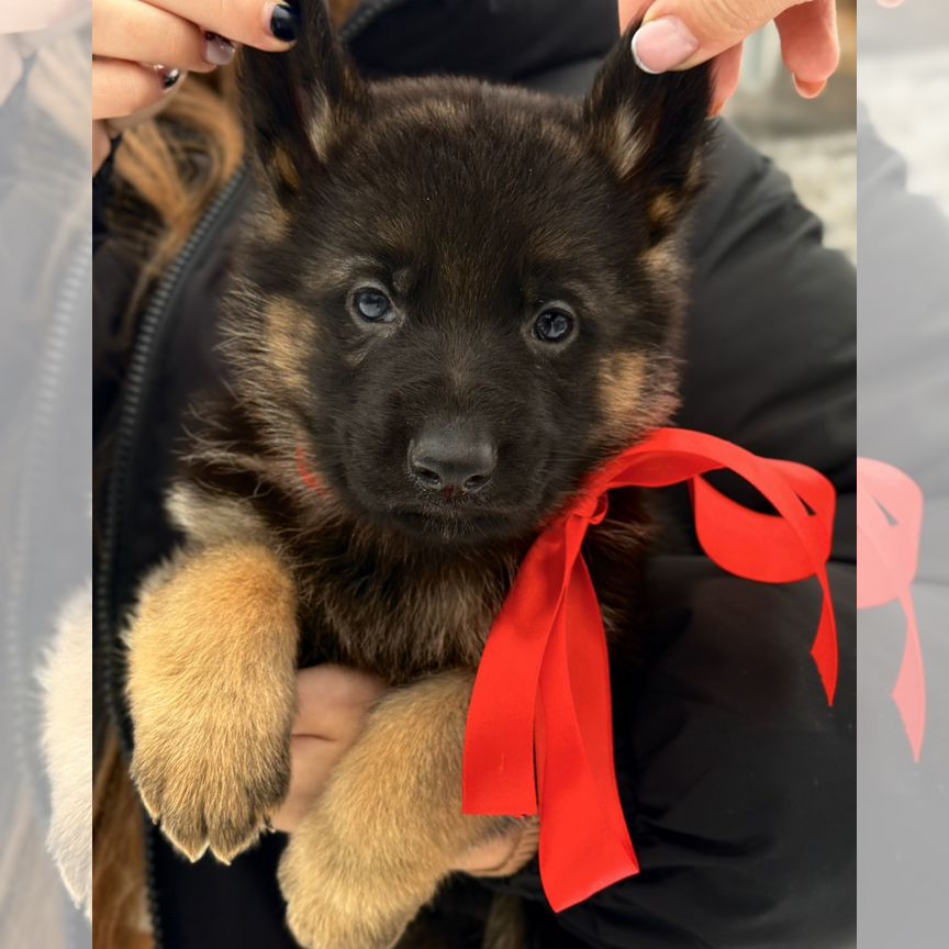 Немецкая овчарка, щенок