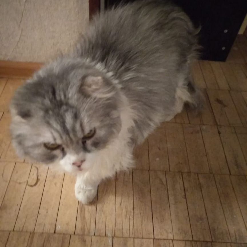 Котика в добрые руки