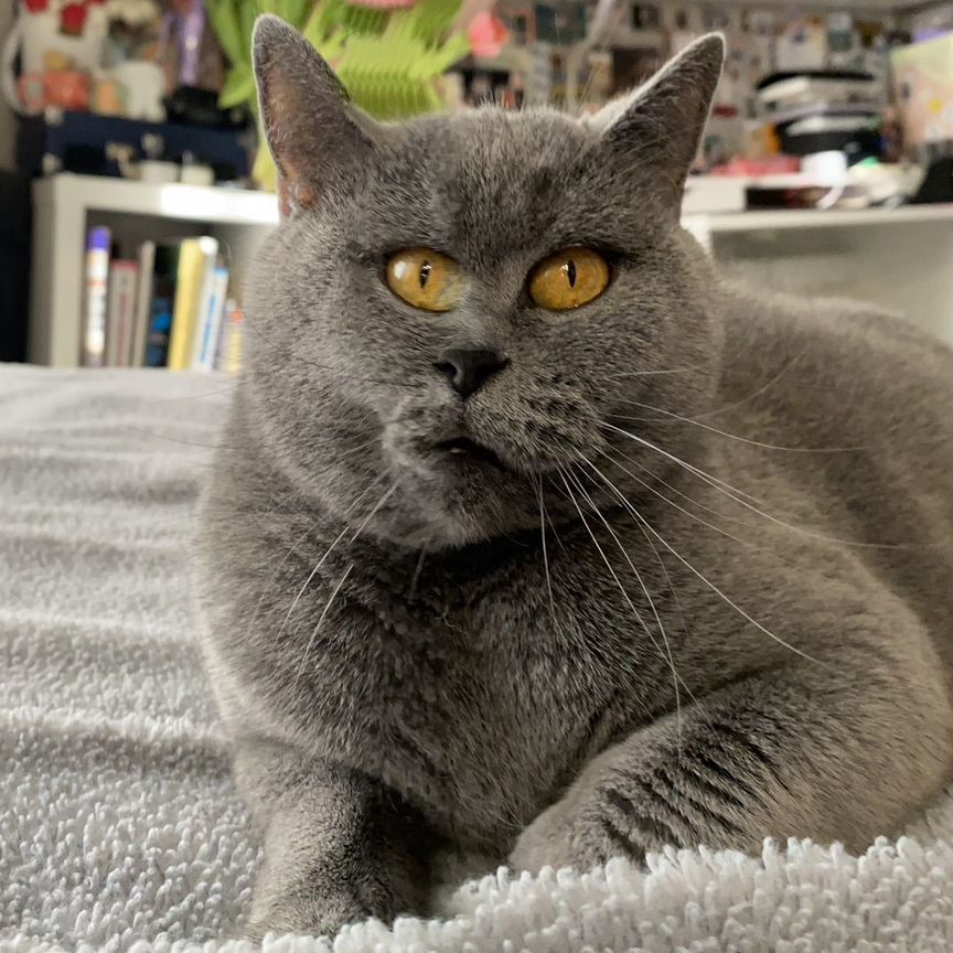 Экзотическая кошка