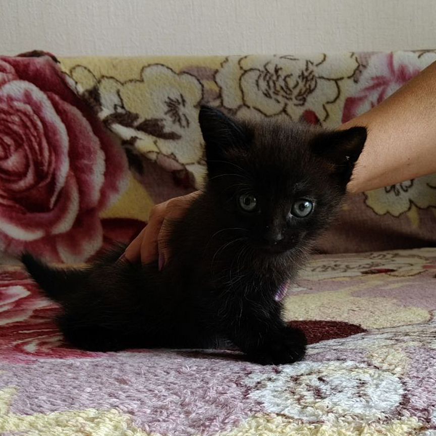 Котята в добрые руки бесплатно мальчики