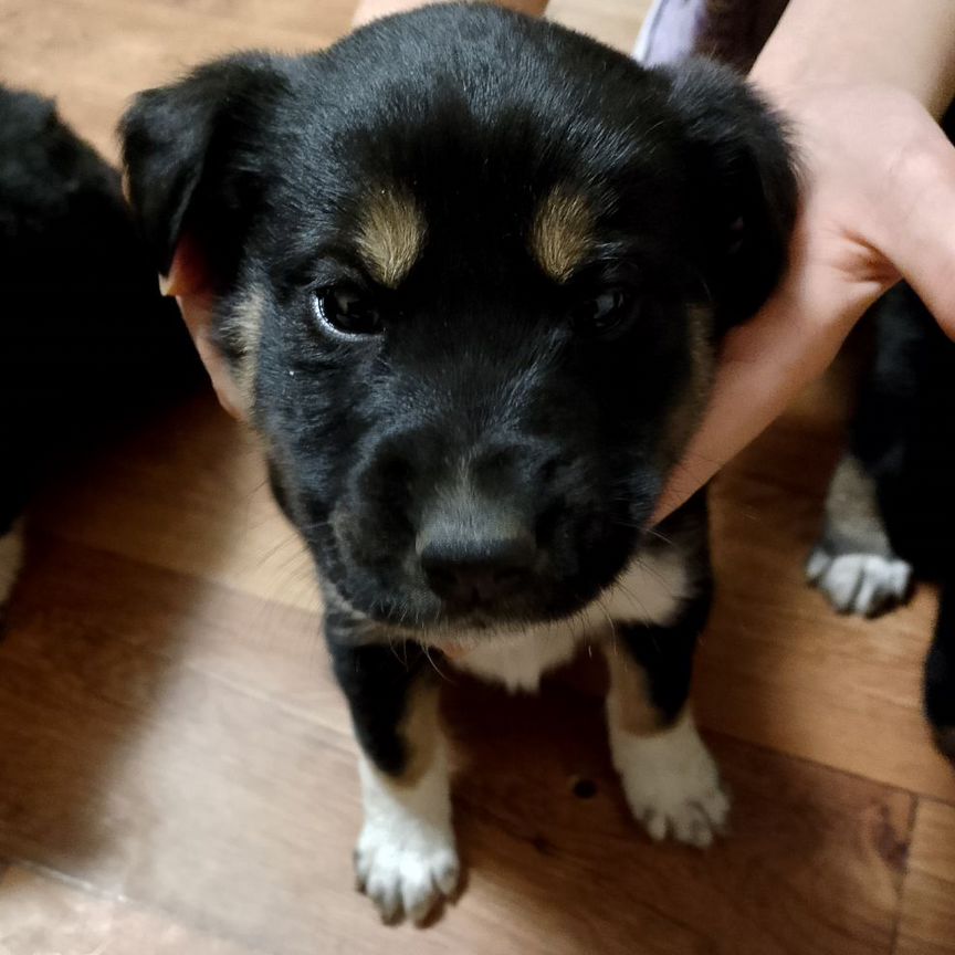 Сибирский хаски, щенок