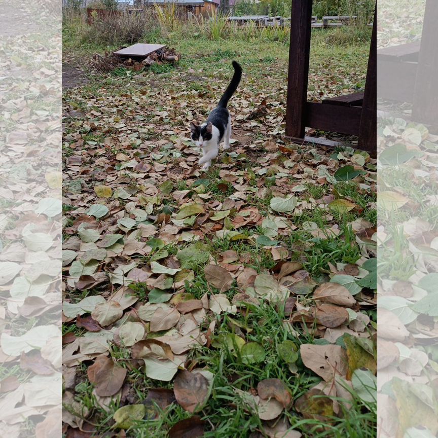 Котёнок в добрые руки