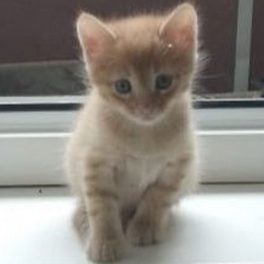 Шотландский прямоухий длинношёрстный котёнок