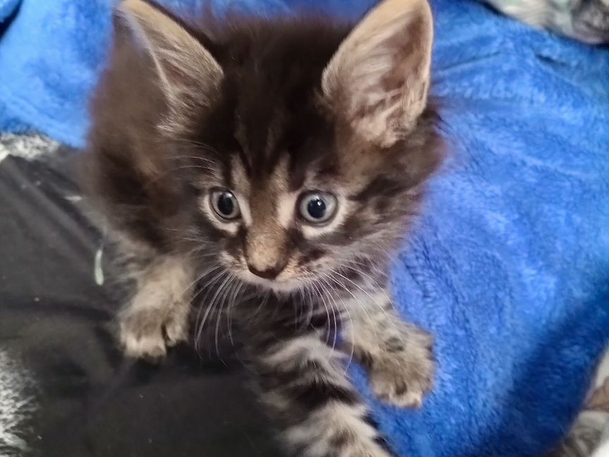 Котята мейн-кун