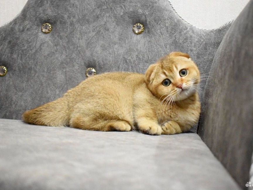 Манчкин стандарт короткие лапки ласковая