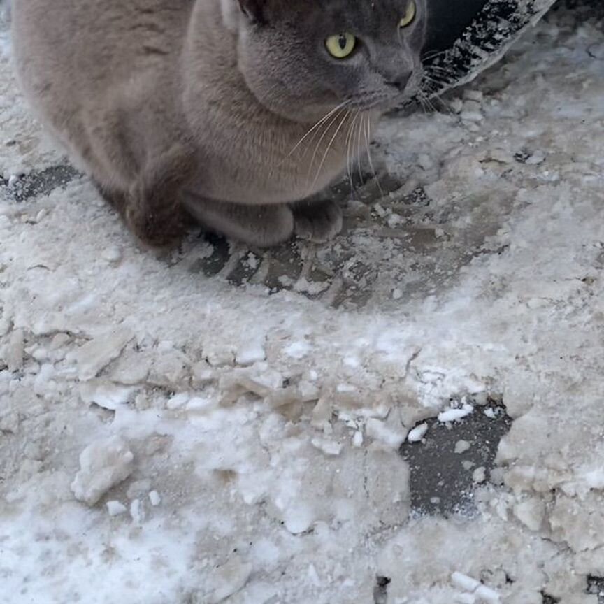 В добрые руки