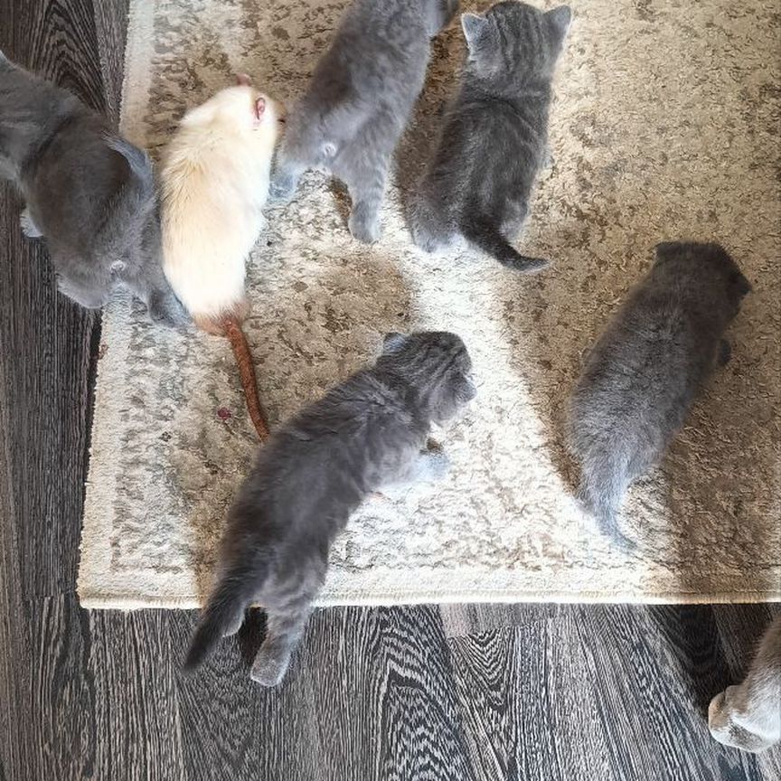Британские вислоухие котята