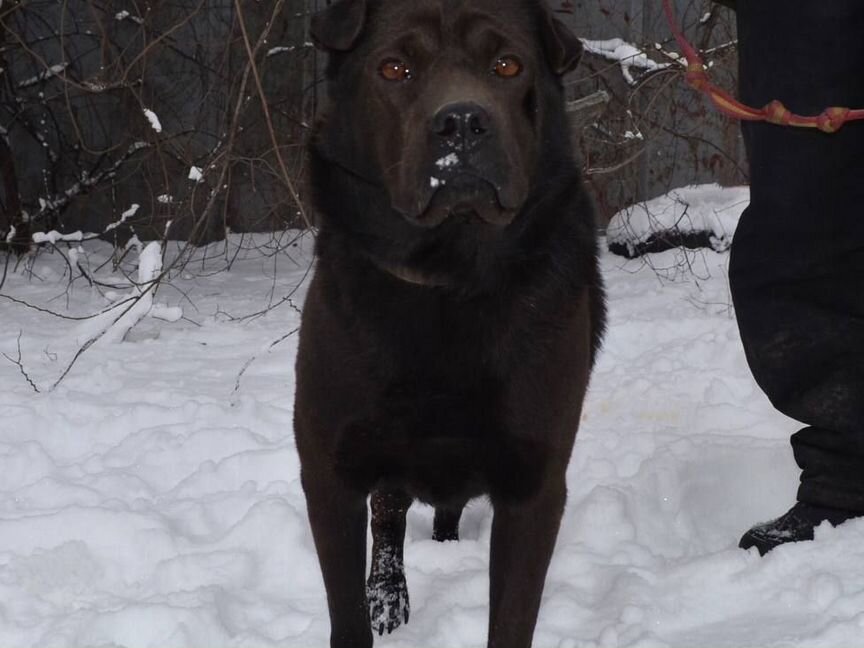 Френки в поисках дома