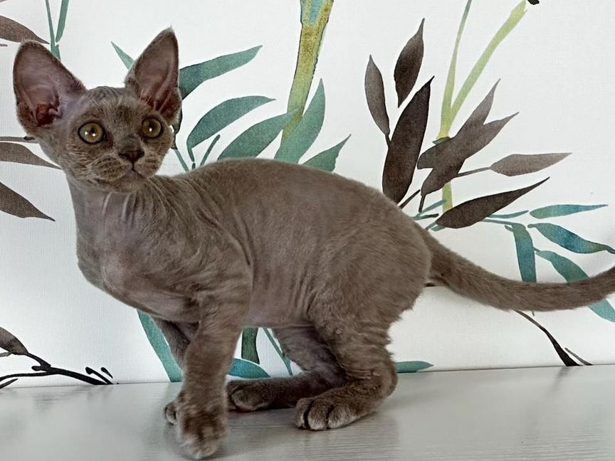 Котёнок Девон-рекс