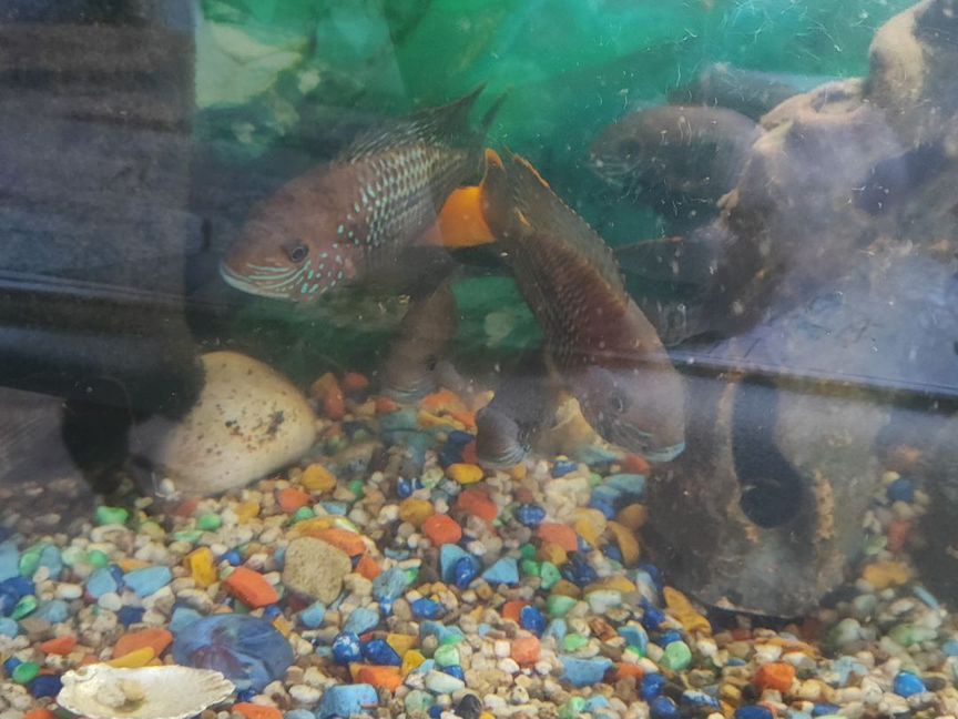 Аквариумные рыбки цихлиды