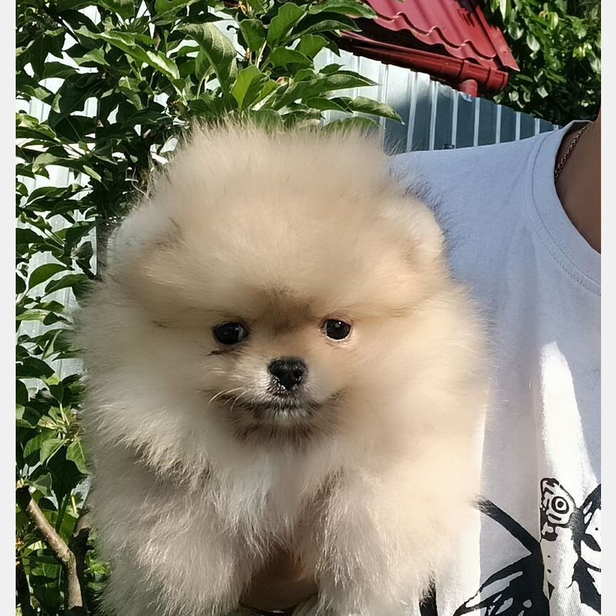 Померанский шпиц