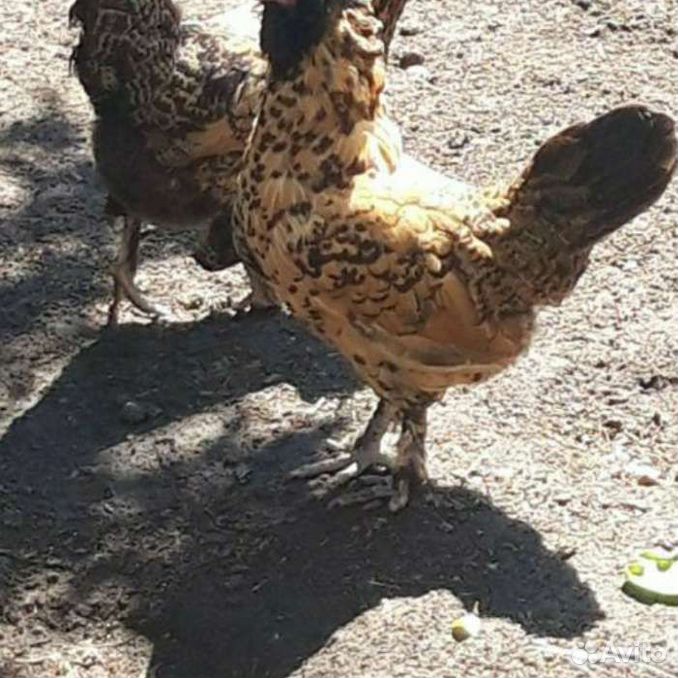 Павловские курицы
