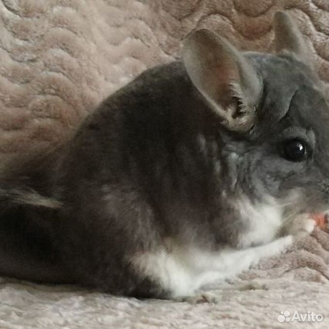 Шиншилла фиолет