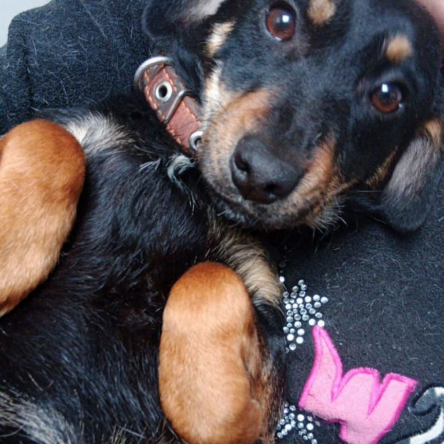 Девочка 9 мес стерилизованная не большая