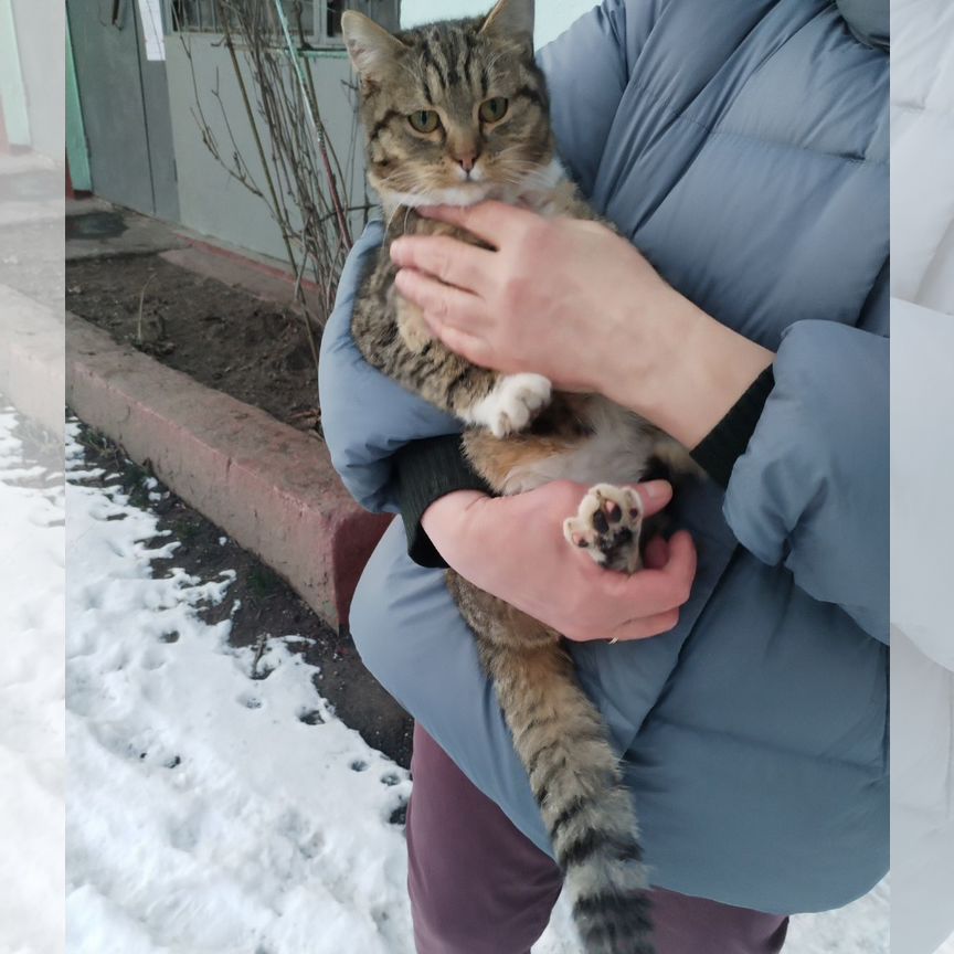 Котенок 8 мес в добрые руки