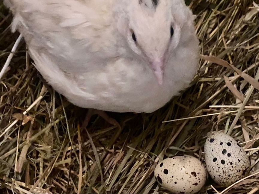 Продам перепелок