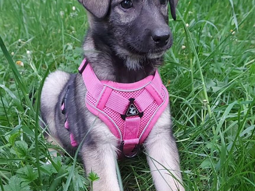 В добрые ручки