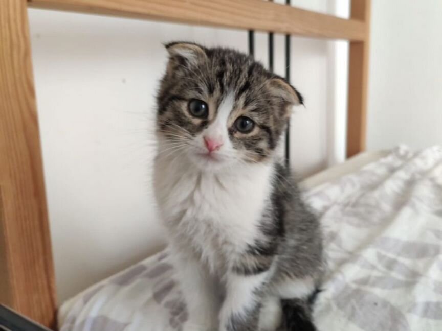 Чудесный котенок Масик