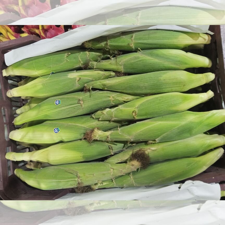 Кукуруза