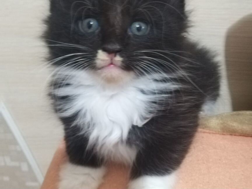 Котята Мейн-кун