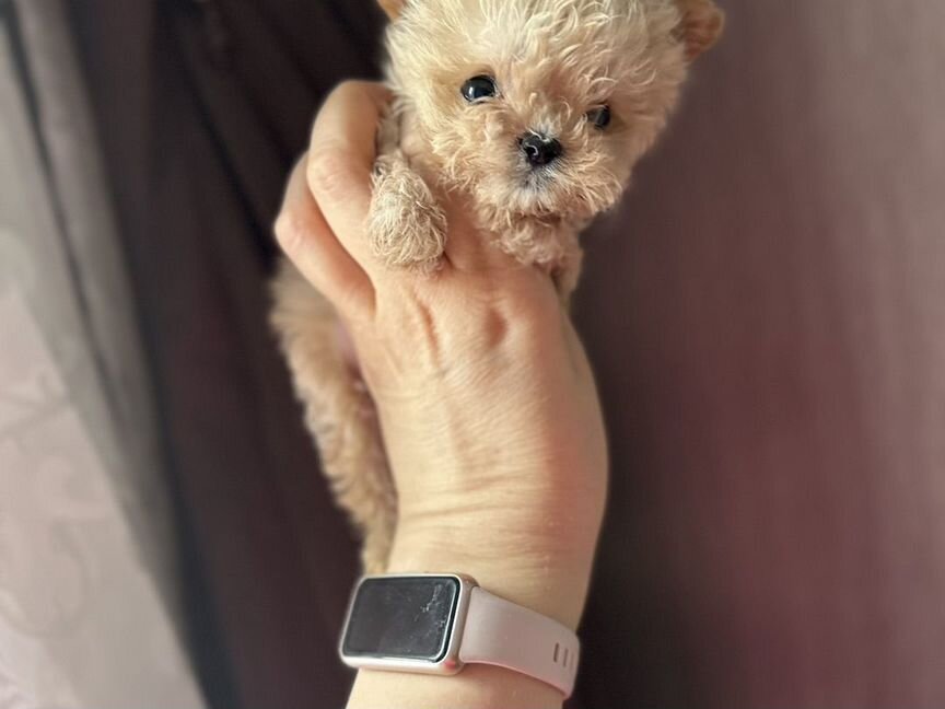 Эклюзивный мальчик мальтипу тикап микро