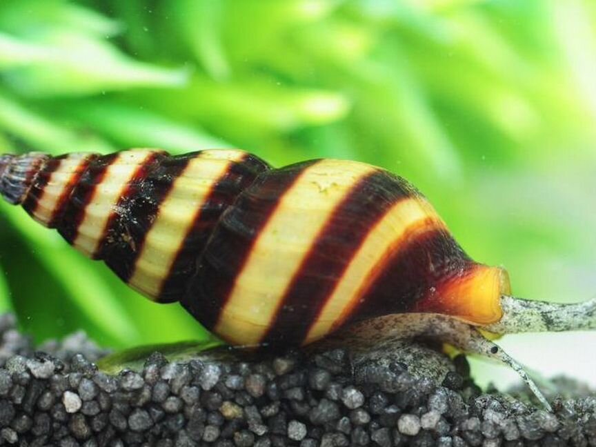 Улитка хелена