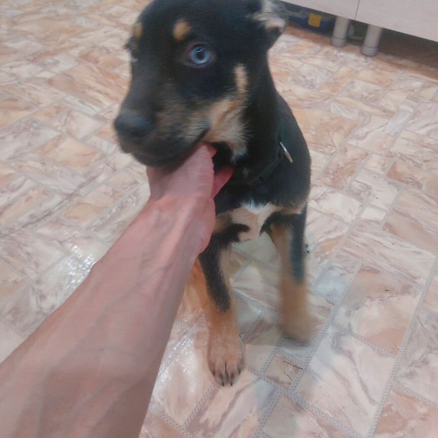 Щенок в добрые руки бесплатно