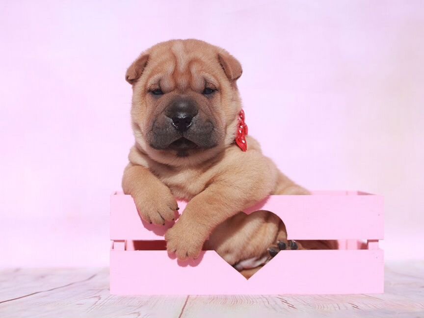 Малыши-карандаши