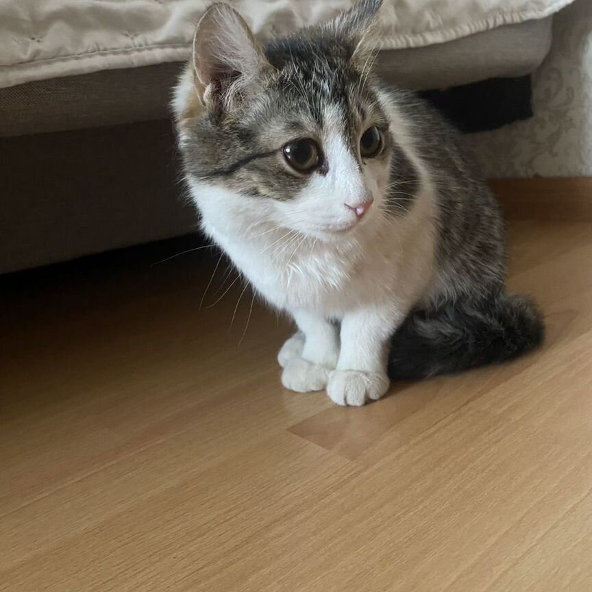 Котёнок
