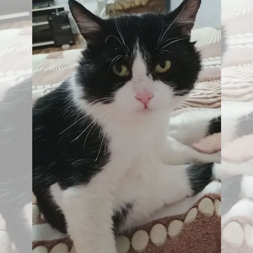 Курильский бобтейл короткошёрстный, взрослый кот