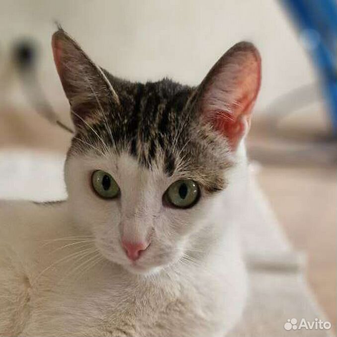 Пеппи ищет дом