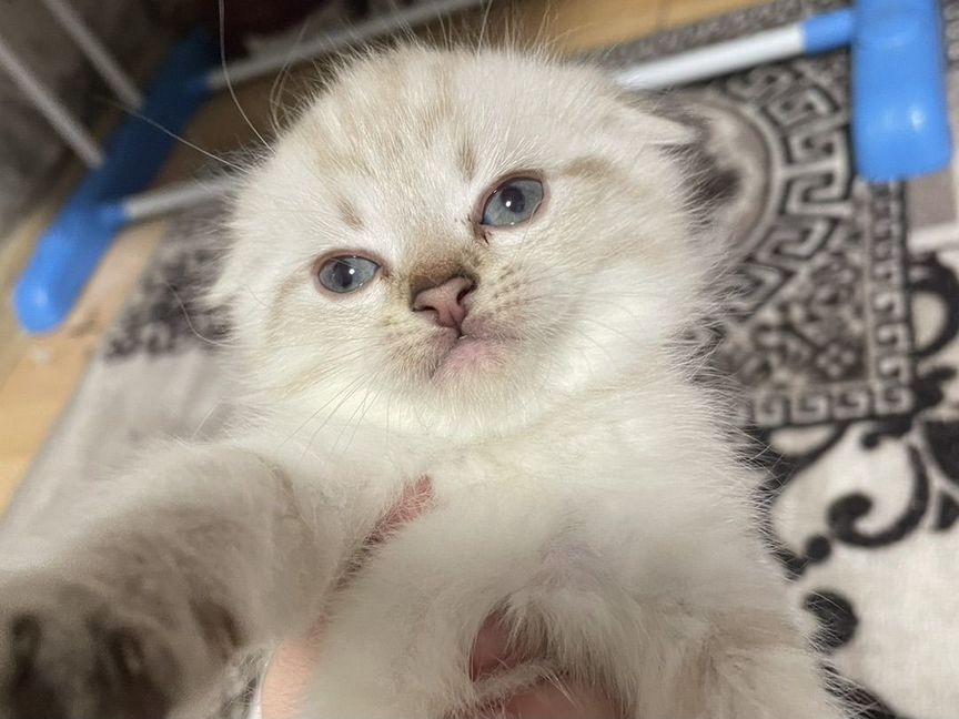 Шотландская вислоухая кошка белая