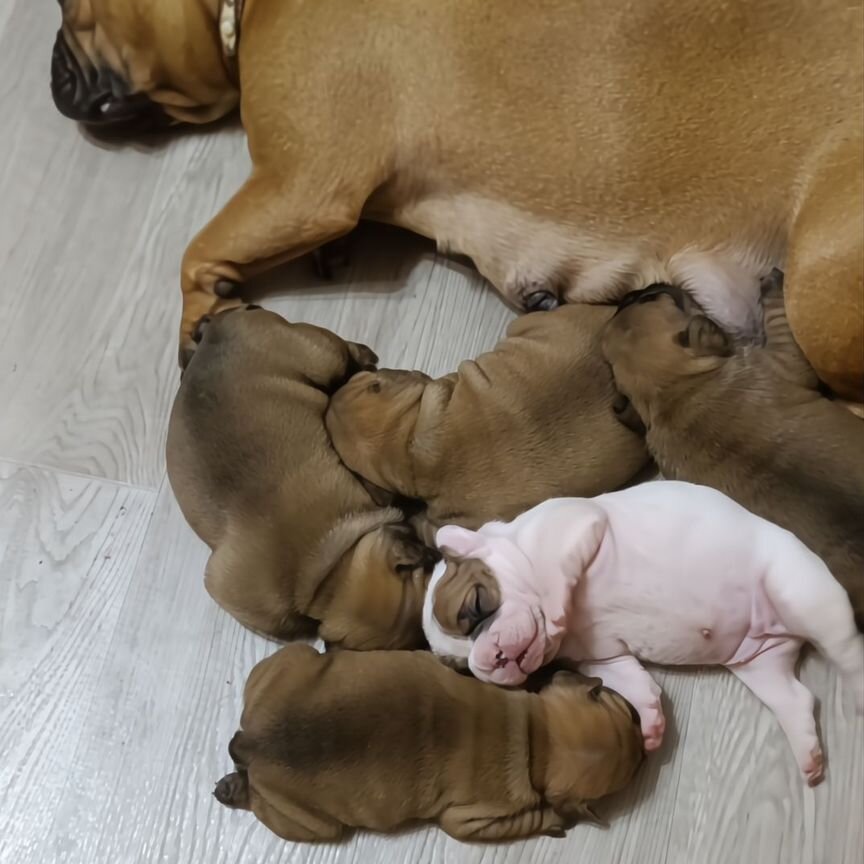 Французский бульдог, щенок