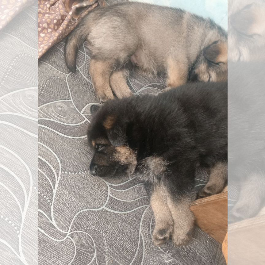Немецкая овчарка, щенок
