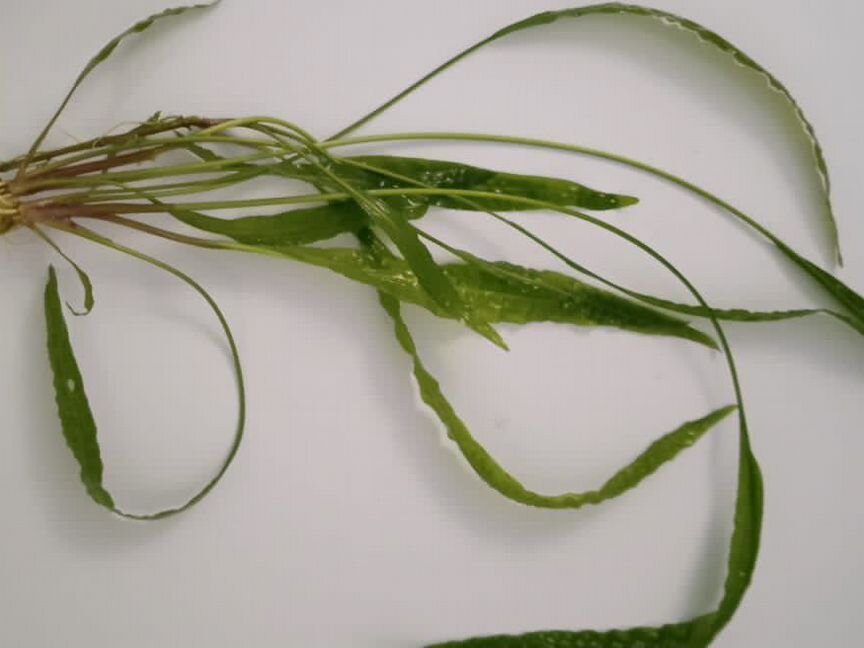 Водоросли криптокарина,Валленснерия спиралевидная