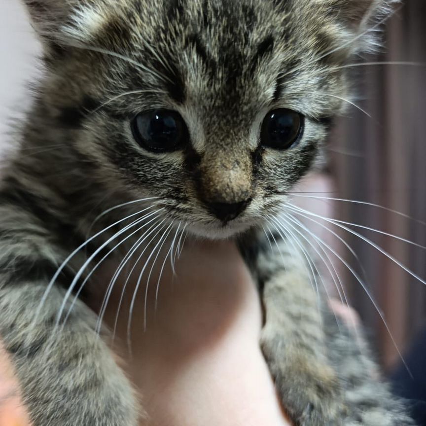 Котенок 1,5 месяца