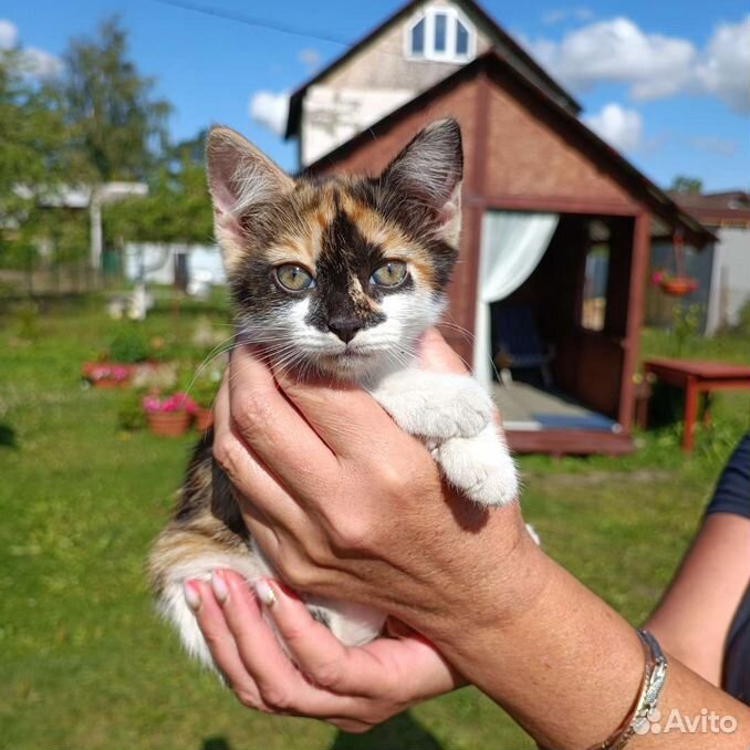 Катенок в добрые руки бесплатно