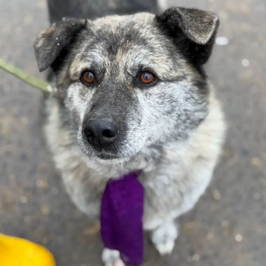 Взрослая собака в добрые руки