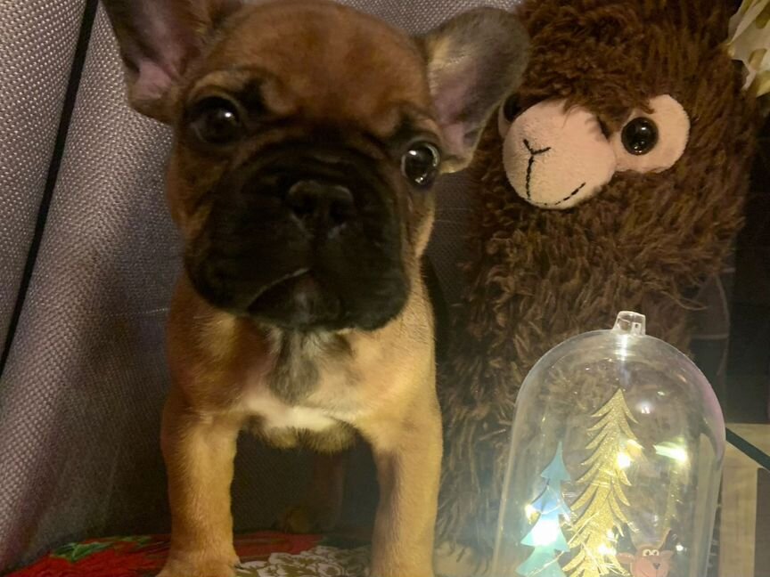 Французский бульдог щенки мини