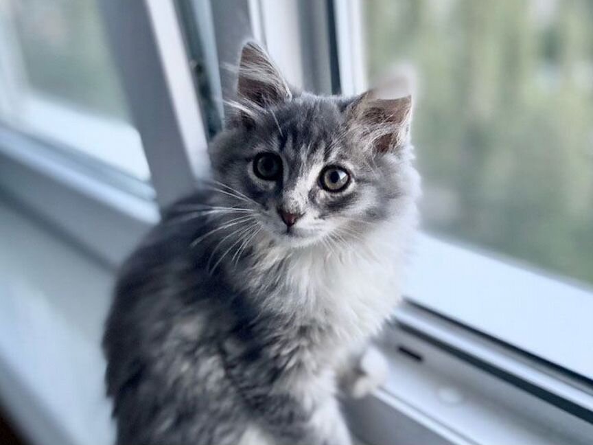 Котенок мальчик Грэй принесет в ваш дом счастье