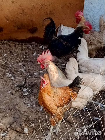 Петухи молодые обмен на кур