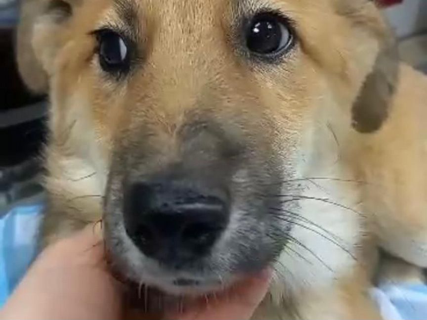 Сонечка, подросток в добрые руки